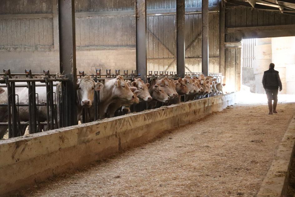 sanitaire | Des animaux euthanasiés pour cause de DNC traités par ...